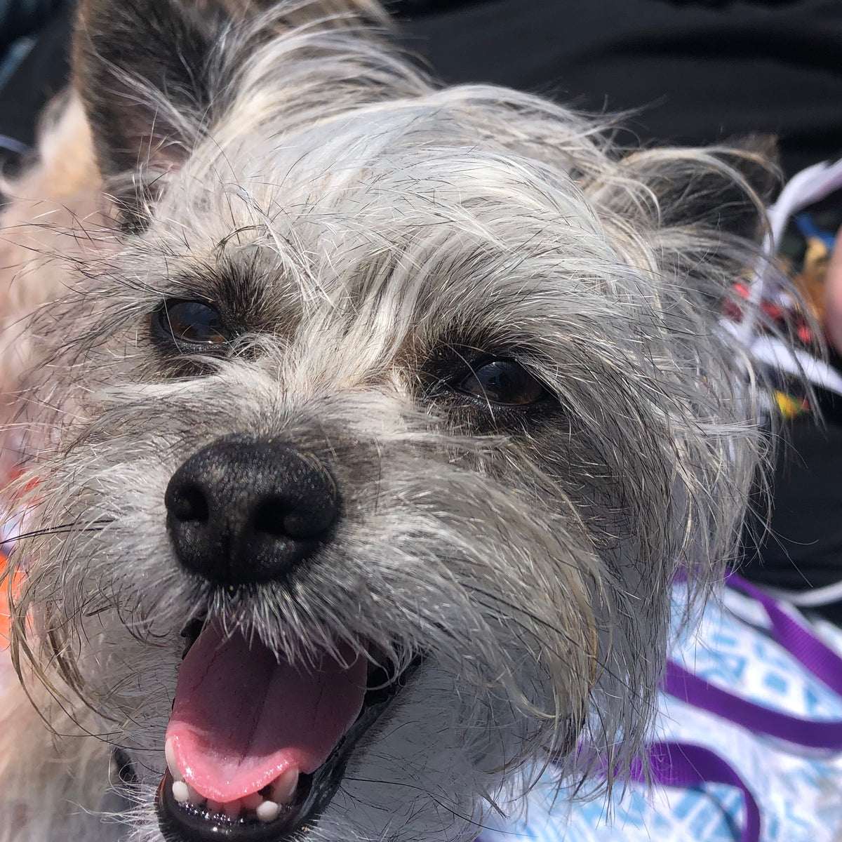 Marvelous Mutts: 7 Reasons We Love Mixed Breed Dogs – The Woof Warehouse