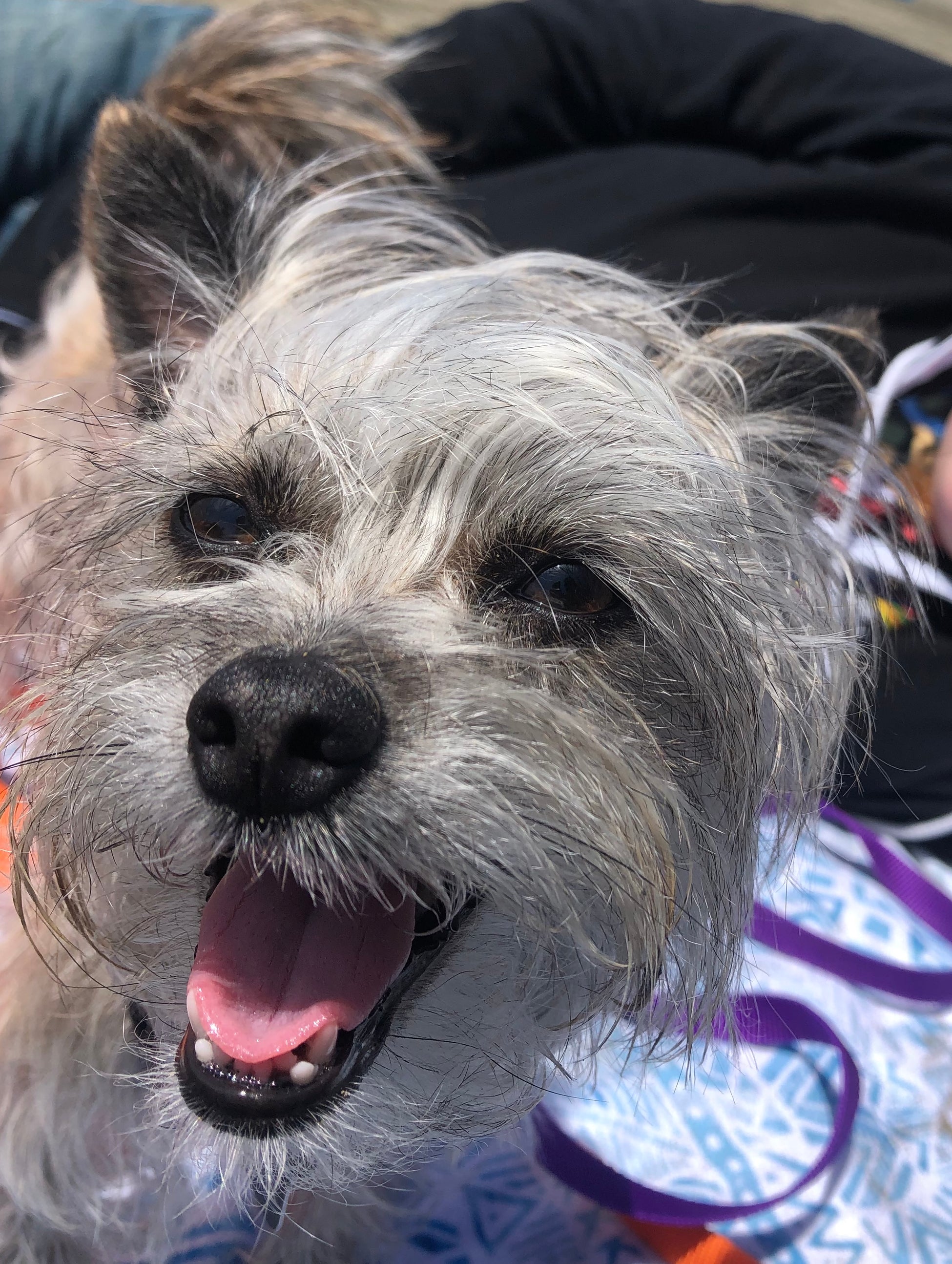 Marvelous Mutts: 7 Reasons We Love Mixed Breed Dogs – The Woof Warehouse