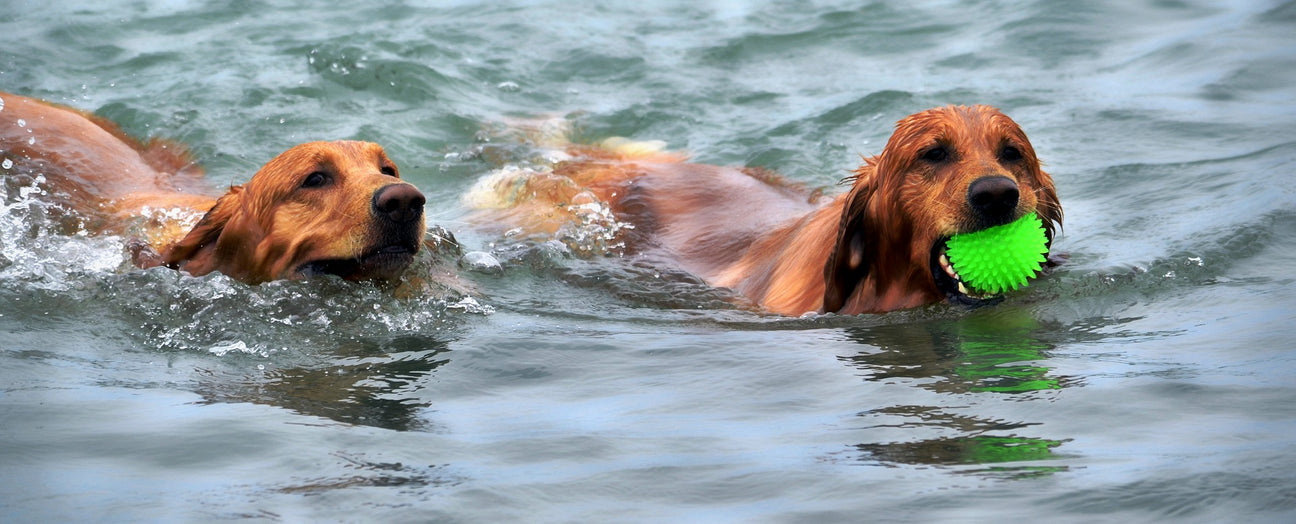 Just Add Water- Top 8 Swimming Dog Breeds – The Woof Warehouse