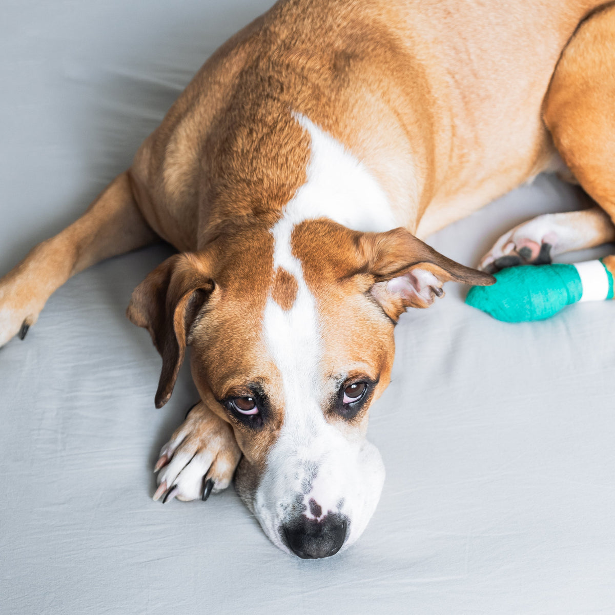 April is Pet First Aid Awareness Month – The Woof Warehouse