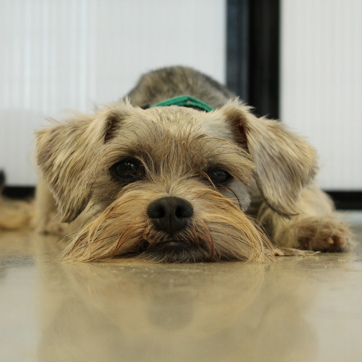 Packing an Emergency Go-Bag for Your Dog – The Woof Warehouse