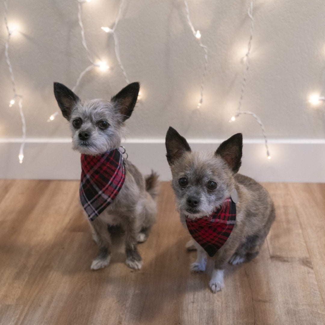 Christmas Bandanas – The Woof Warehouse