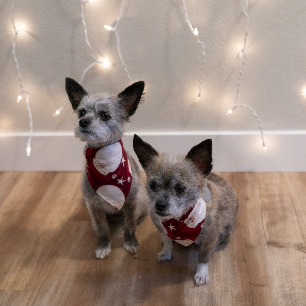 Christmas Bandanas – The Woof Warehouse