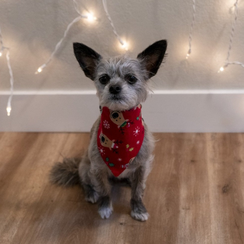 Christmas Bandanas – The Woof Warehouse