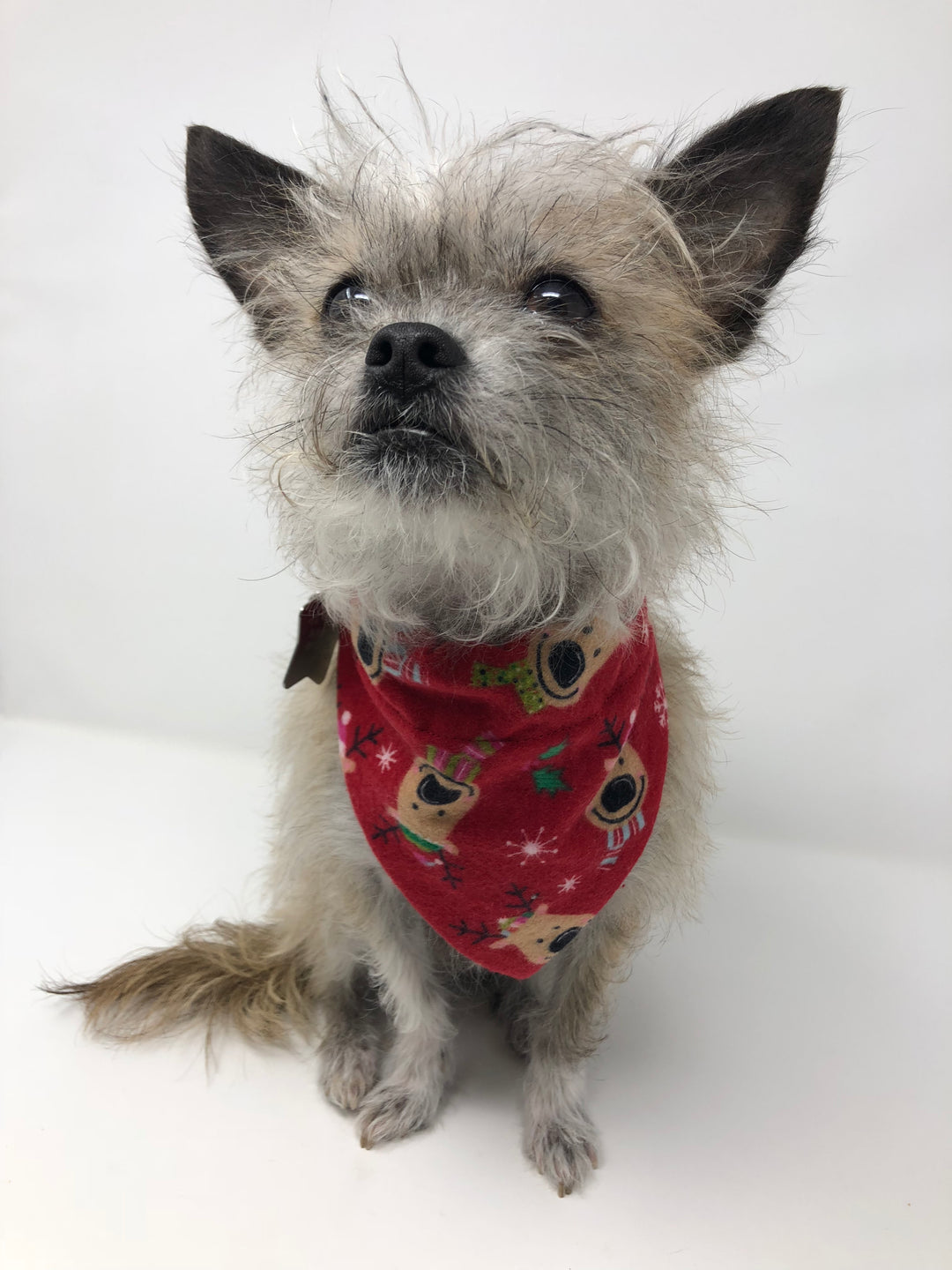 Christmas Bandanas – The Woof Warehouse
