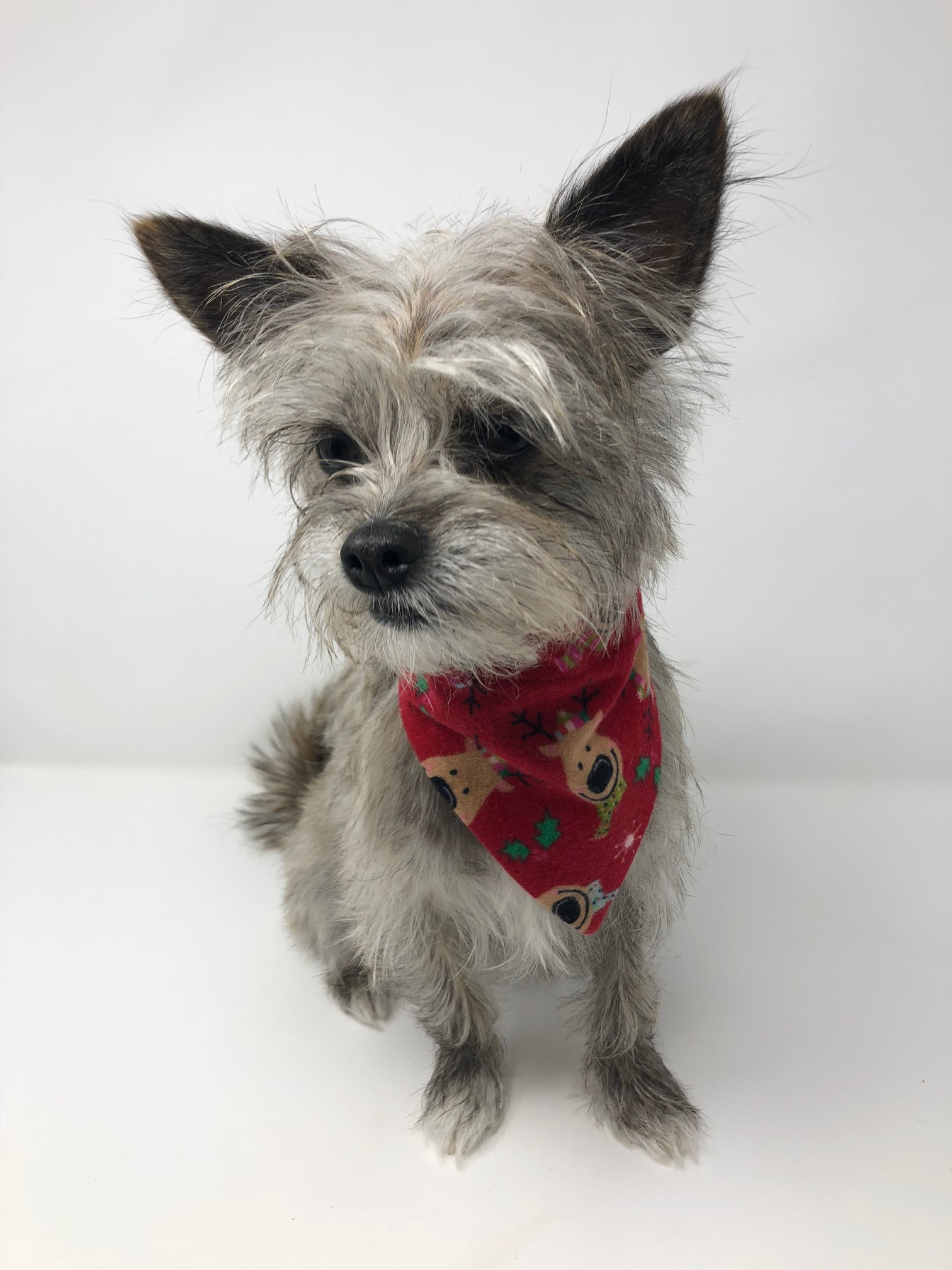 Christmas Bandanas – The Woof Warehouse